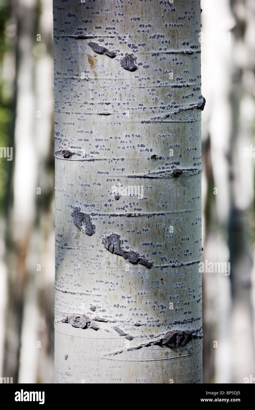 Close-up, bark,Aspen tree near Kebler Pass, West Elk Mountains, west of ...