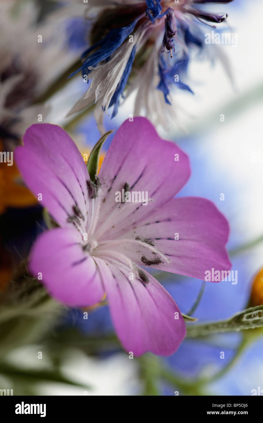 Corncockle flower hi-res stock photography and images - Alamy