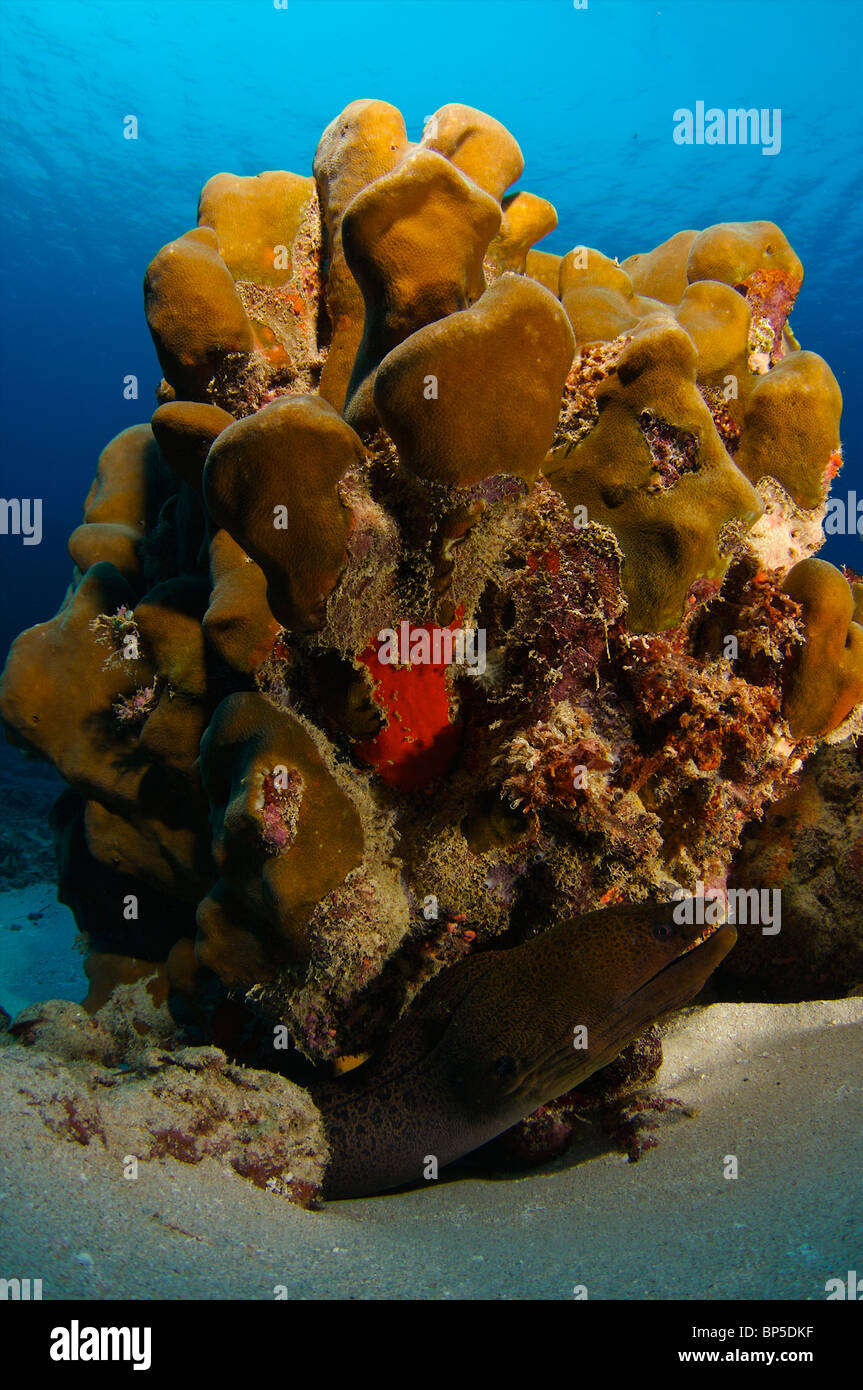 Yap Micronesia diving Stock Photo - Alamy