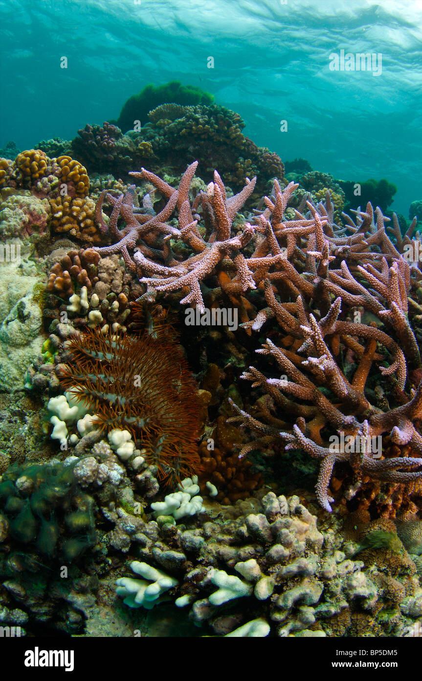 Yap Micronesia diving Stock Photo - Alamy