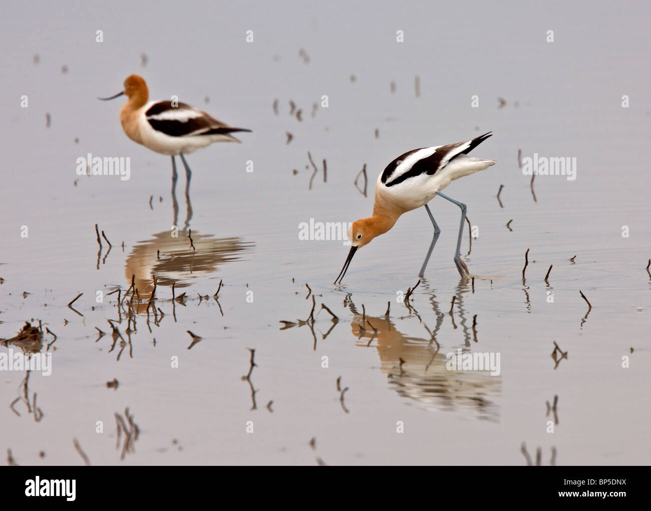 American Avocet in Water reflection Canada Stock Photo - Alamy