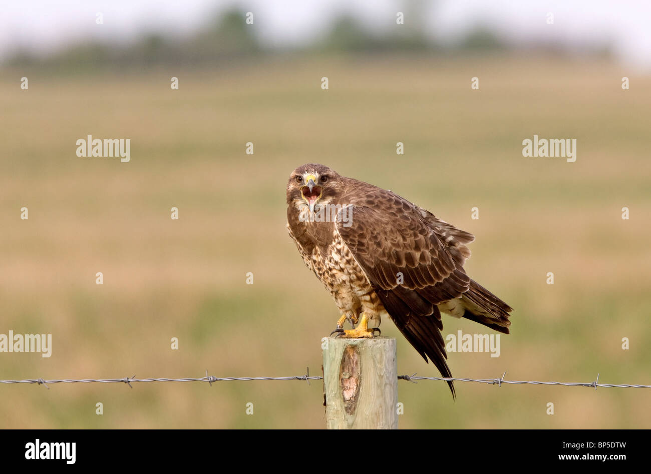 Redtailed Hawk on Post Canada Stock Photo - Alamy