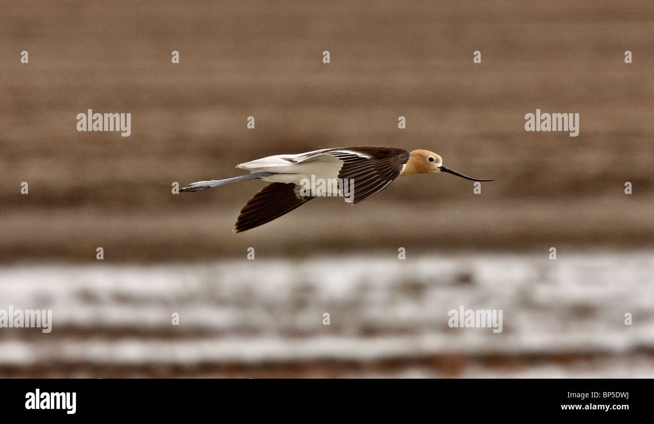 American Avocet in Water reflection Canada in flight Stock Photo - Alamy