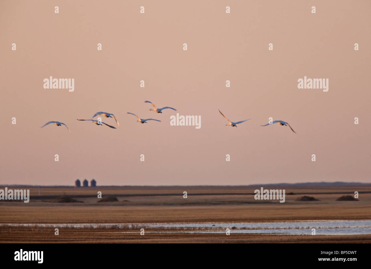 Swans in Flight over the Prairies Canada Stock Photo - Alamy