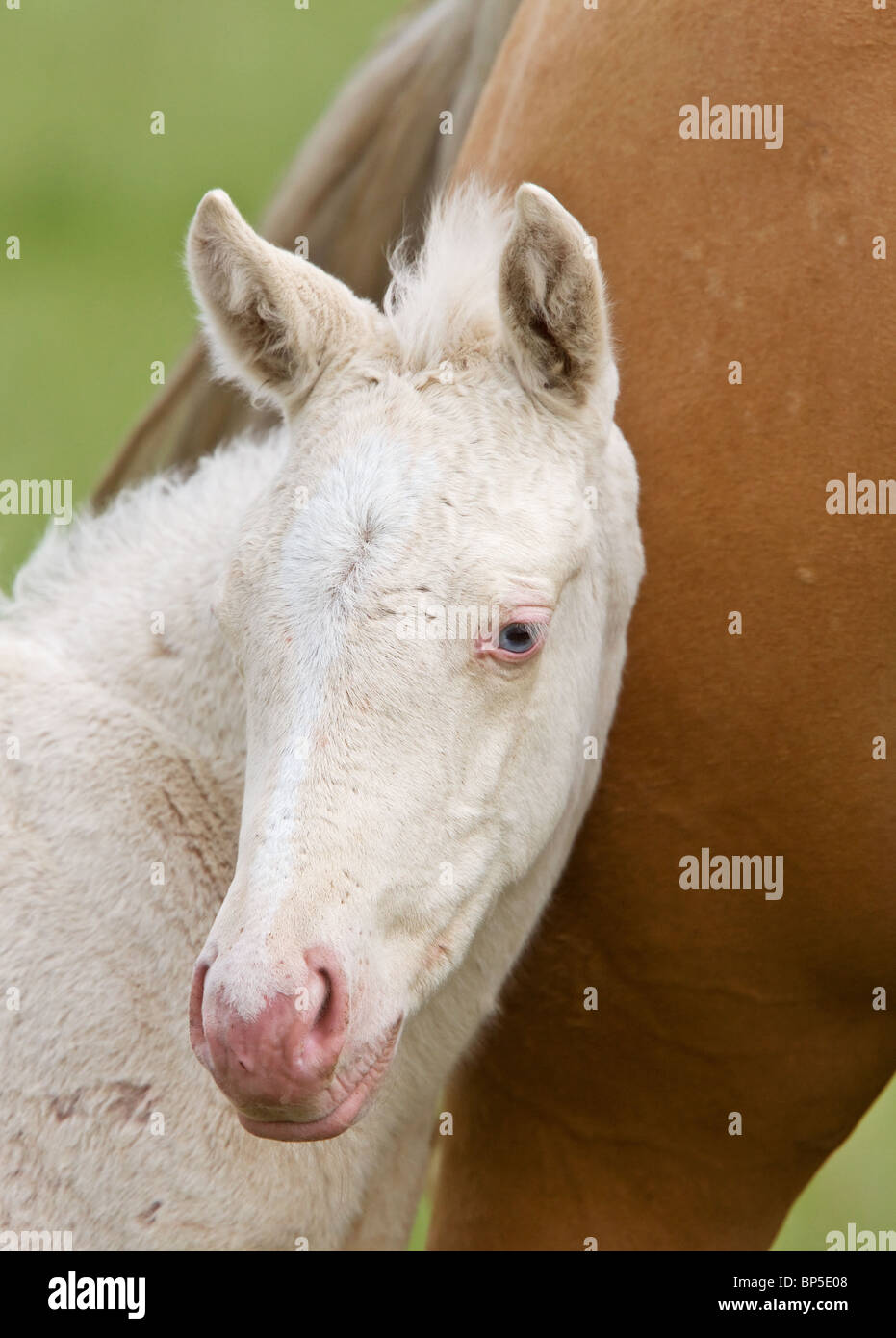 Albino horse hi-res stock photography and images - Alamy