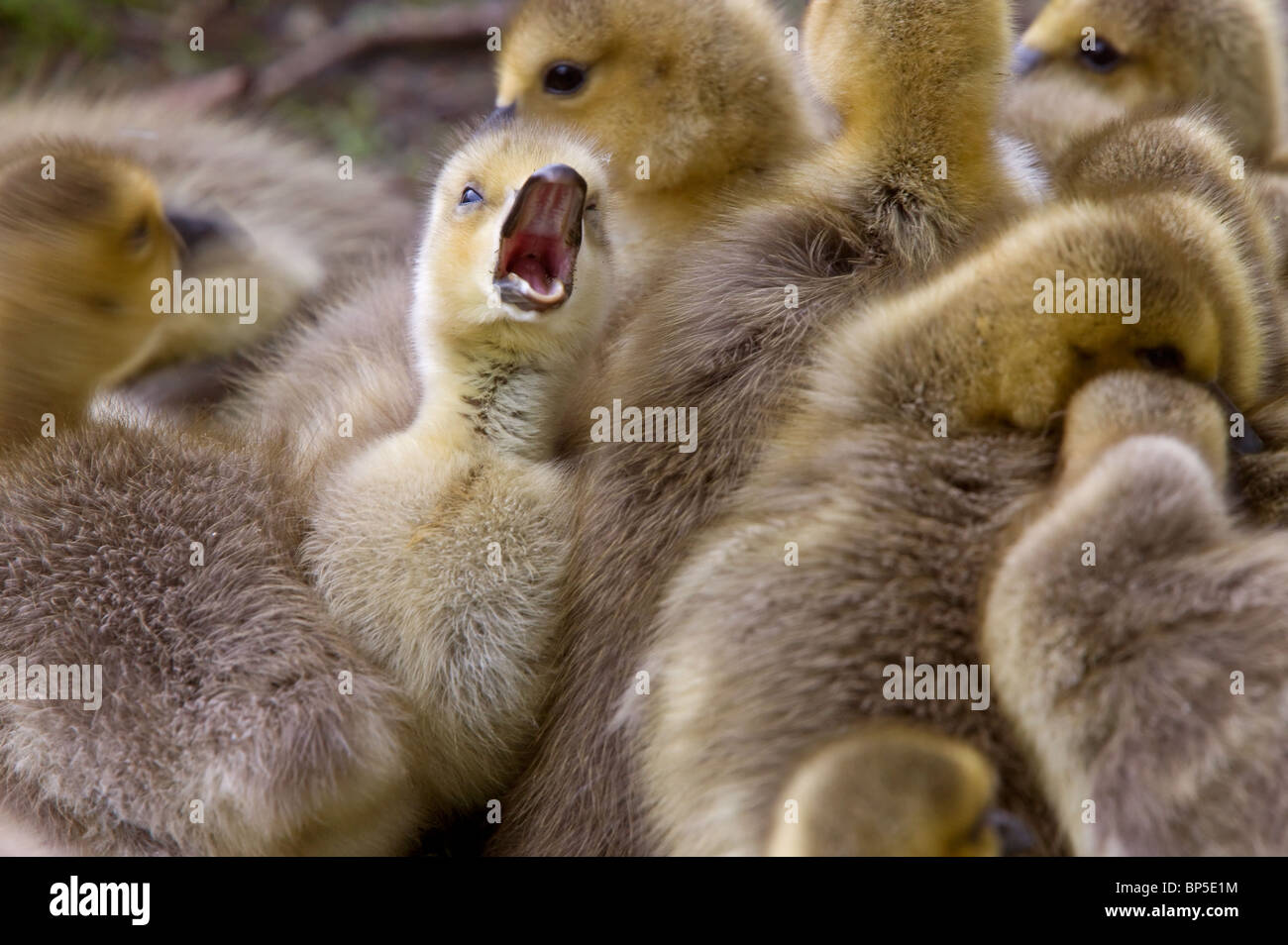 Canada goose and chicks hi-res stock photography and images - Alamy