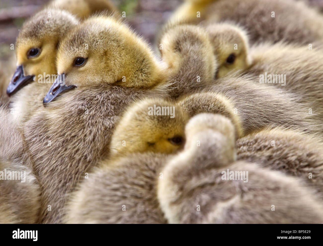 Canada goose and chicks hi-res stock photography and images - Alamy