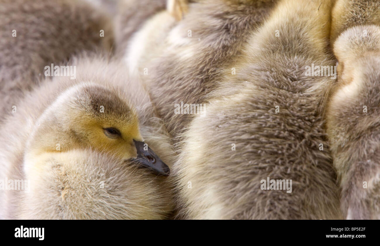 Canada goose and chicks hi-res stock photography and images - Alamy