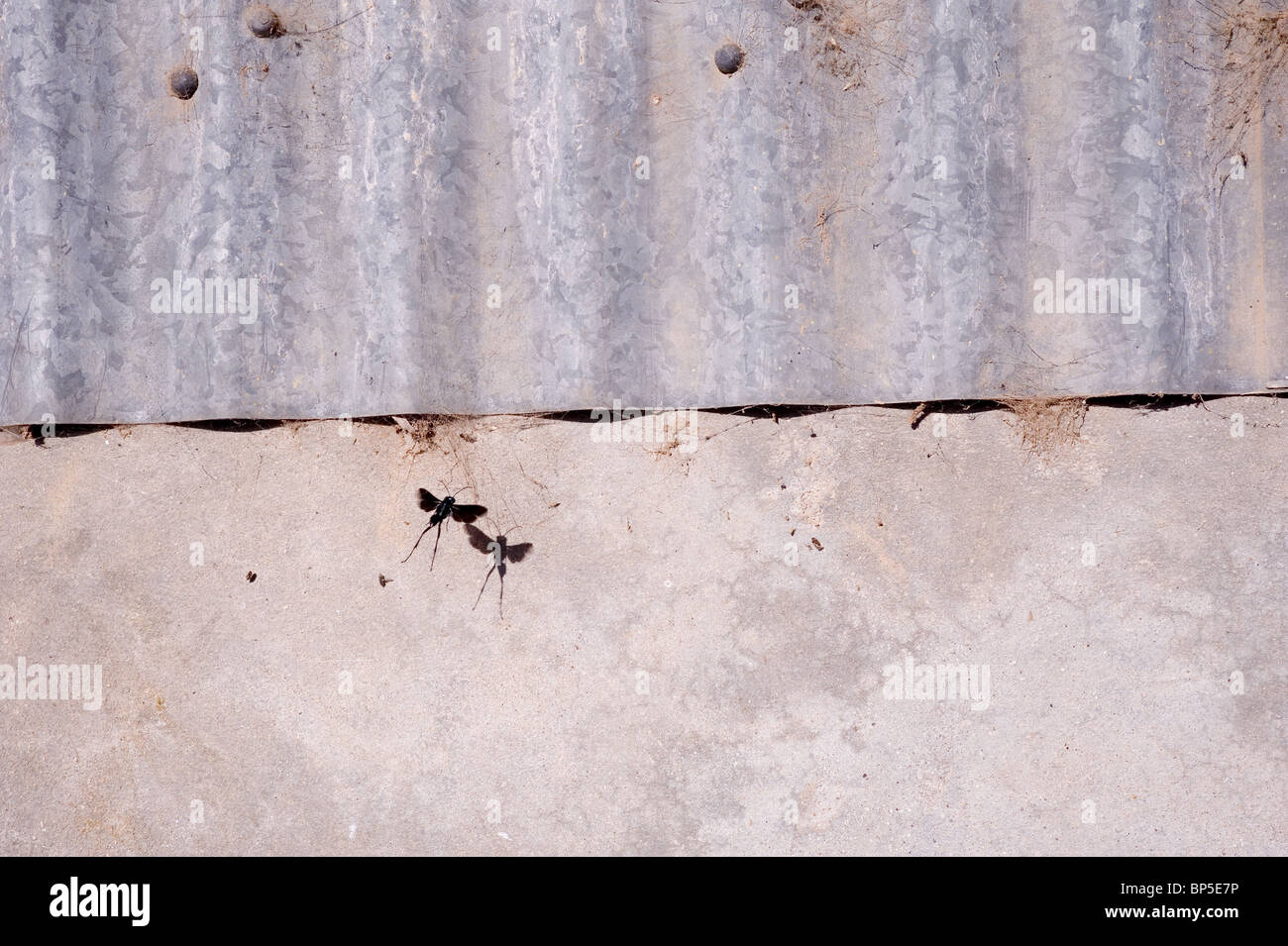 Metal, Concrete and Flying Insect Stock Photo - Alamy