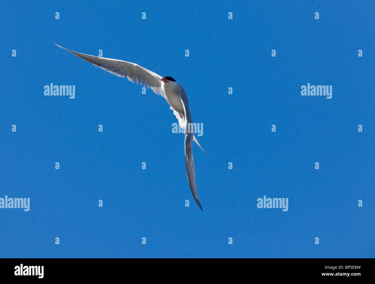 Common Tern in Flight Canada Stock Photo - Alamy