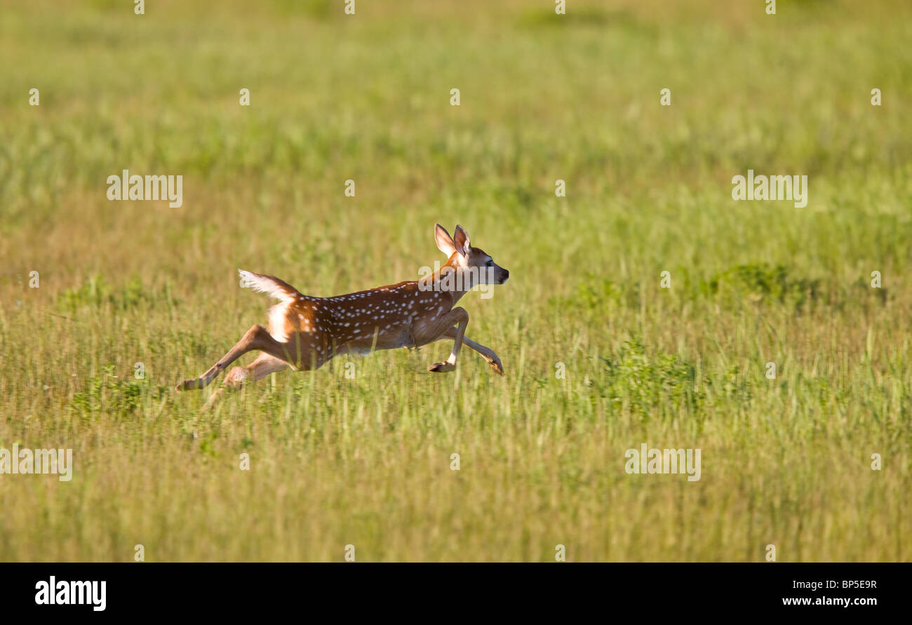 Fawn running in a hi-res stock photography and images - Alamy