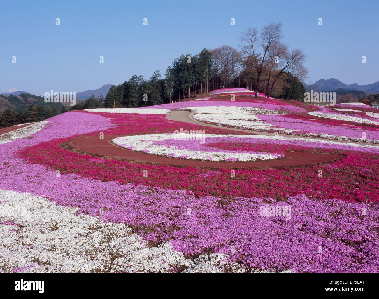 Misato Shibazakura Park, Takasaki, Gunma, Japan Stock Photo - Alamy