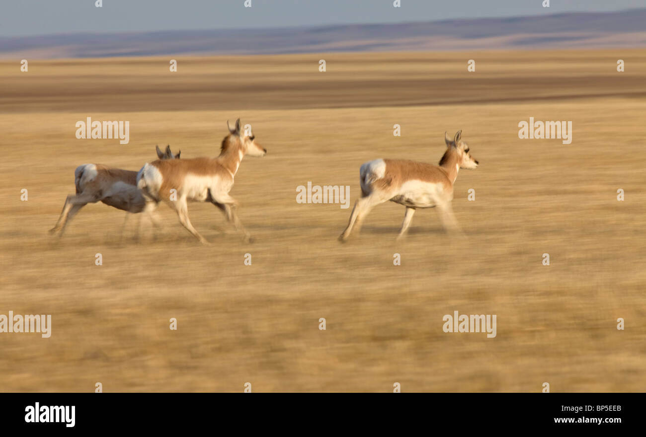 Pronghorn antelope running hi-res stock photography and images - Alamy
