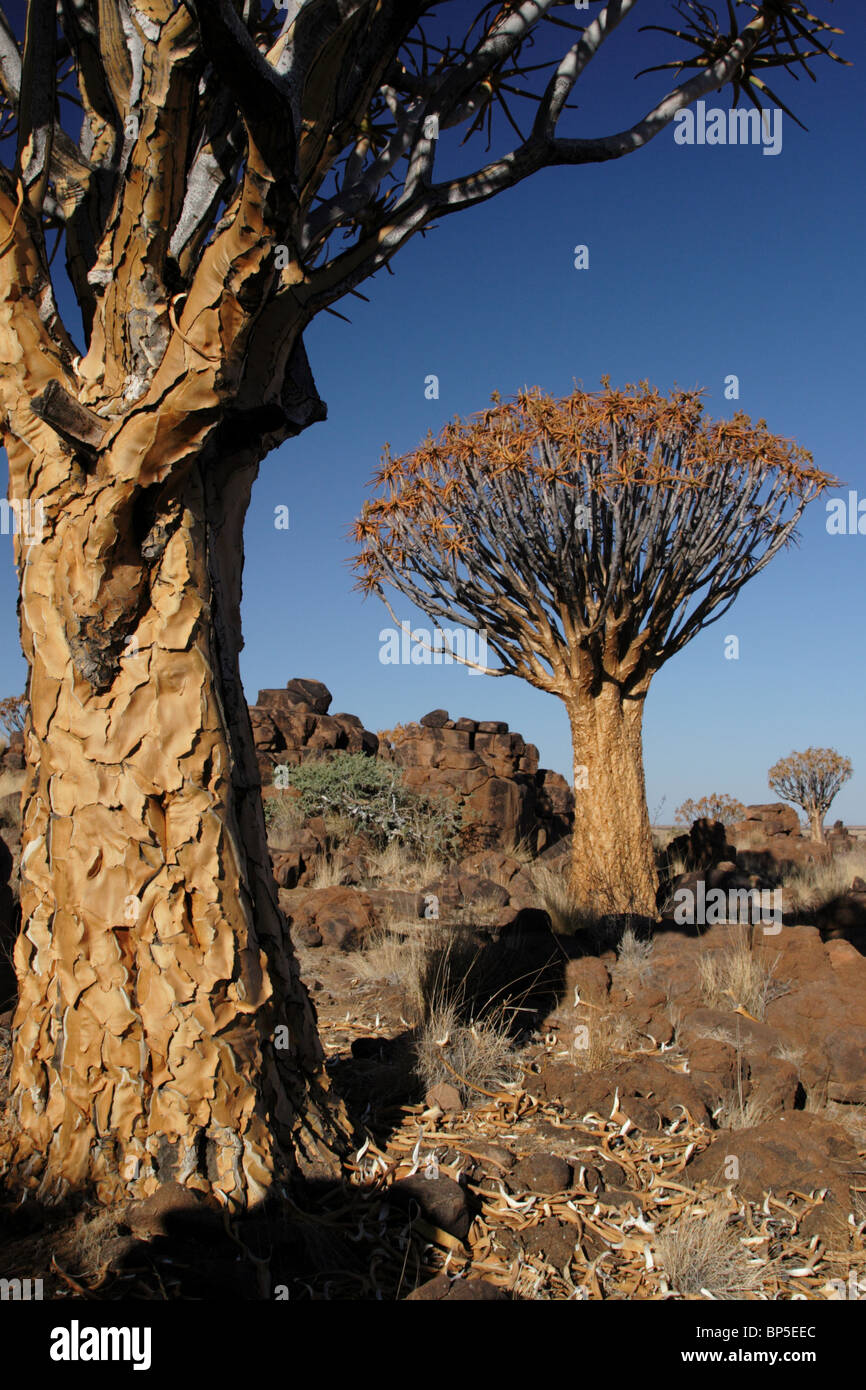 Quiver Trees ( Aloe dichotoma) in Namibia Stock Photo - Alamy