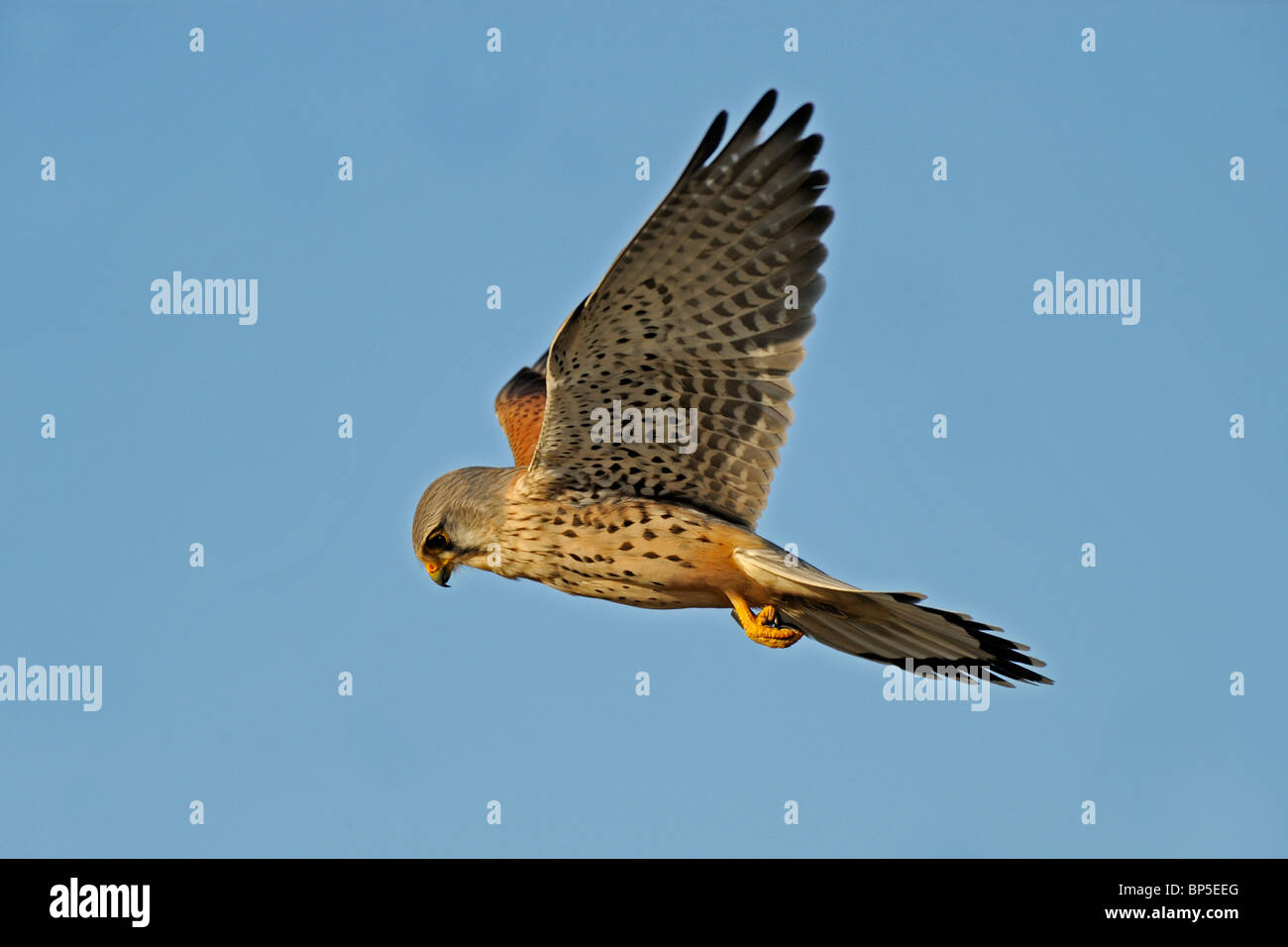 Hovering falcon hi-res stock photography and images - Alamy