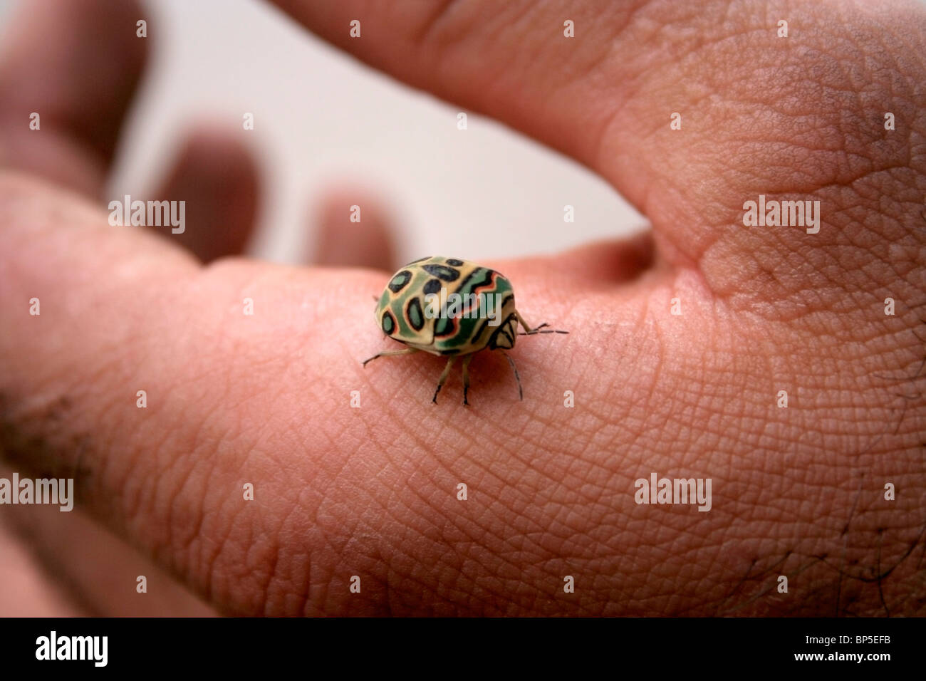 Sphaerocoris hi-res stock photography and images - Alamy