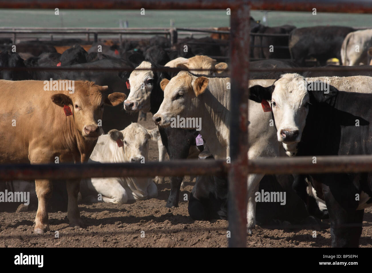Bulls and cows hi-res stock photography and images - Alamy