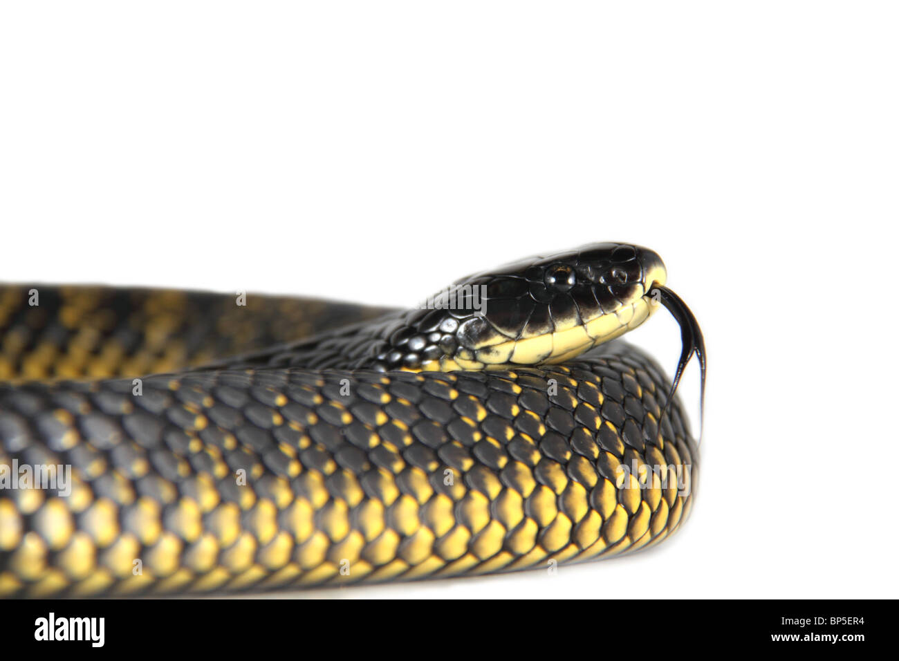 Tiger snake hi-res stock photography and images - Alamy