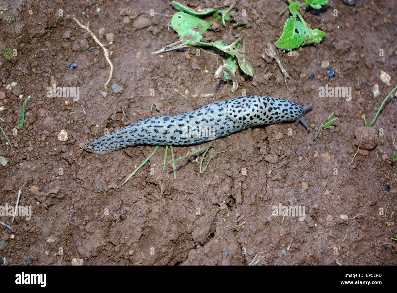 Limaccia hi-res stock photography and images - Alamy