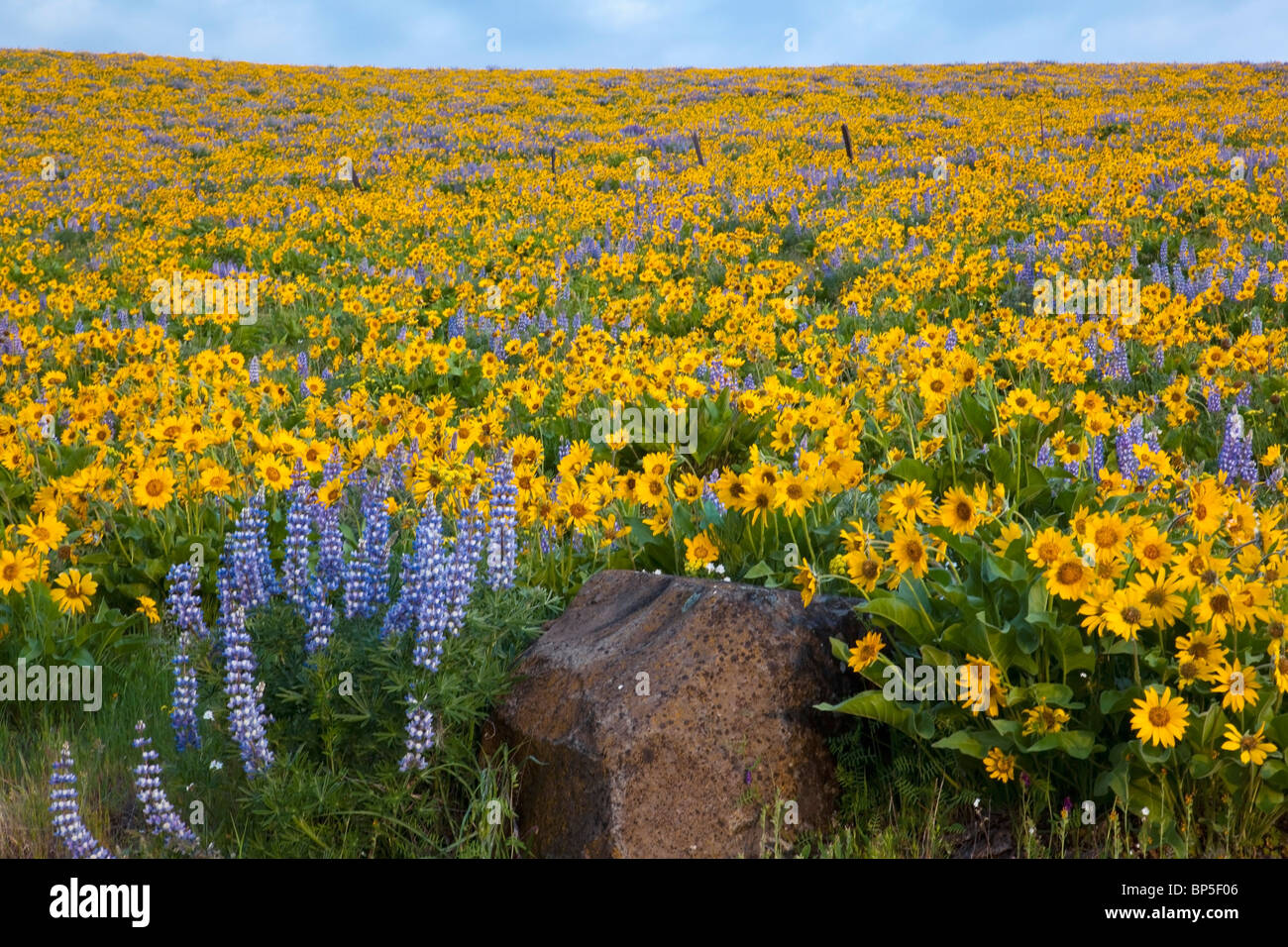 Oregon, United States Of America; Wildflowers In A Field In Columbia ...