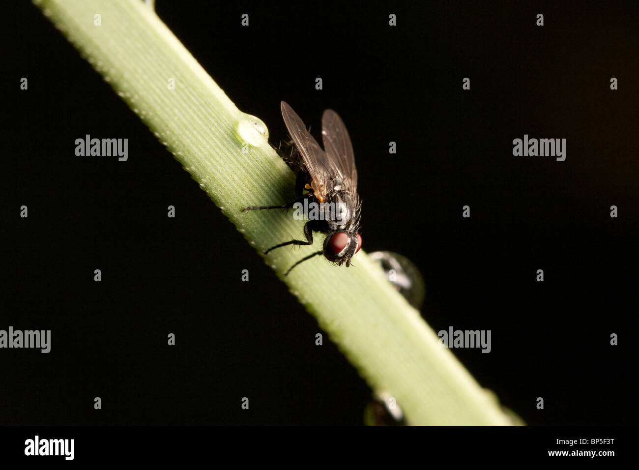 The night fly hi-res stock photography and images - Alamy