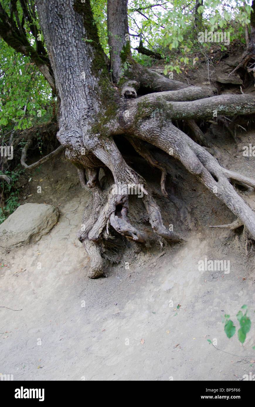 Very old tree Stock Photo - Alamy