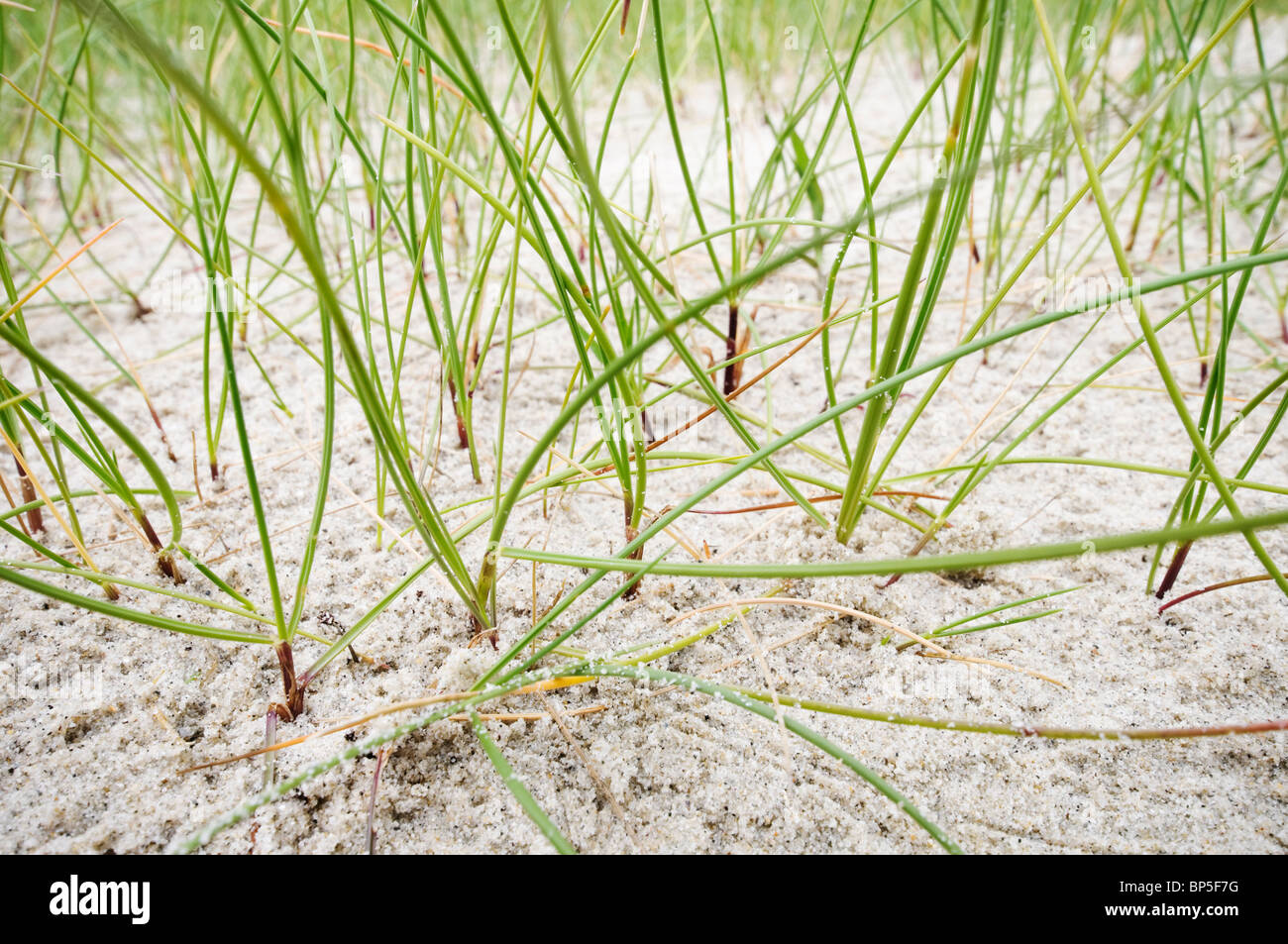 Ammophila arenaria marram grass hi-res stock photography and images - Alamy