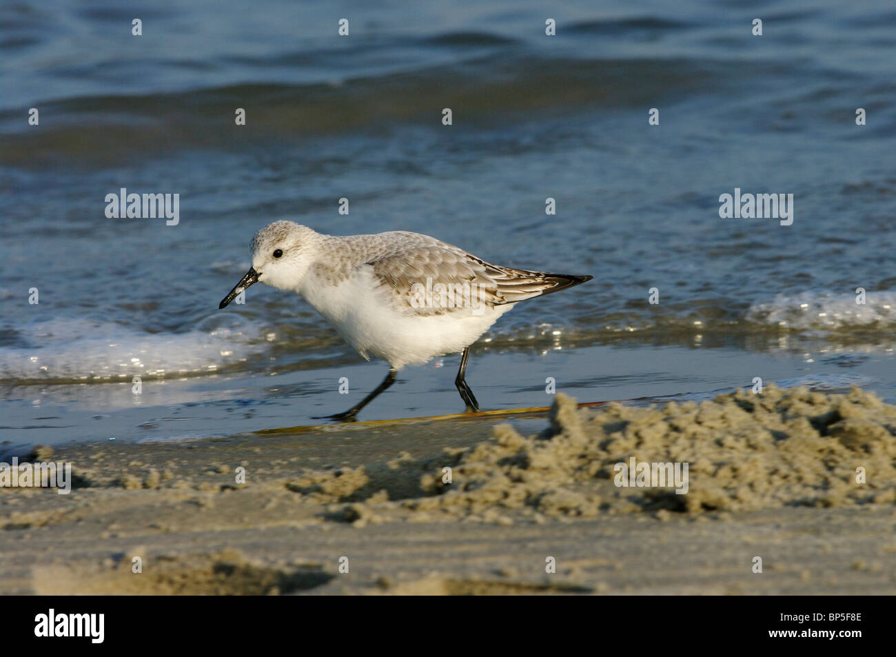 Sanderling (Caladris alba) in winter plumage Stock Photo - Alamy