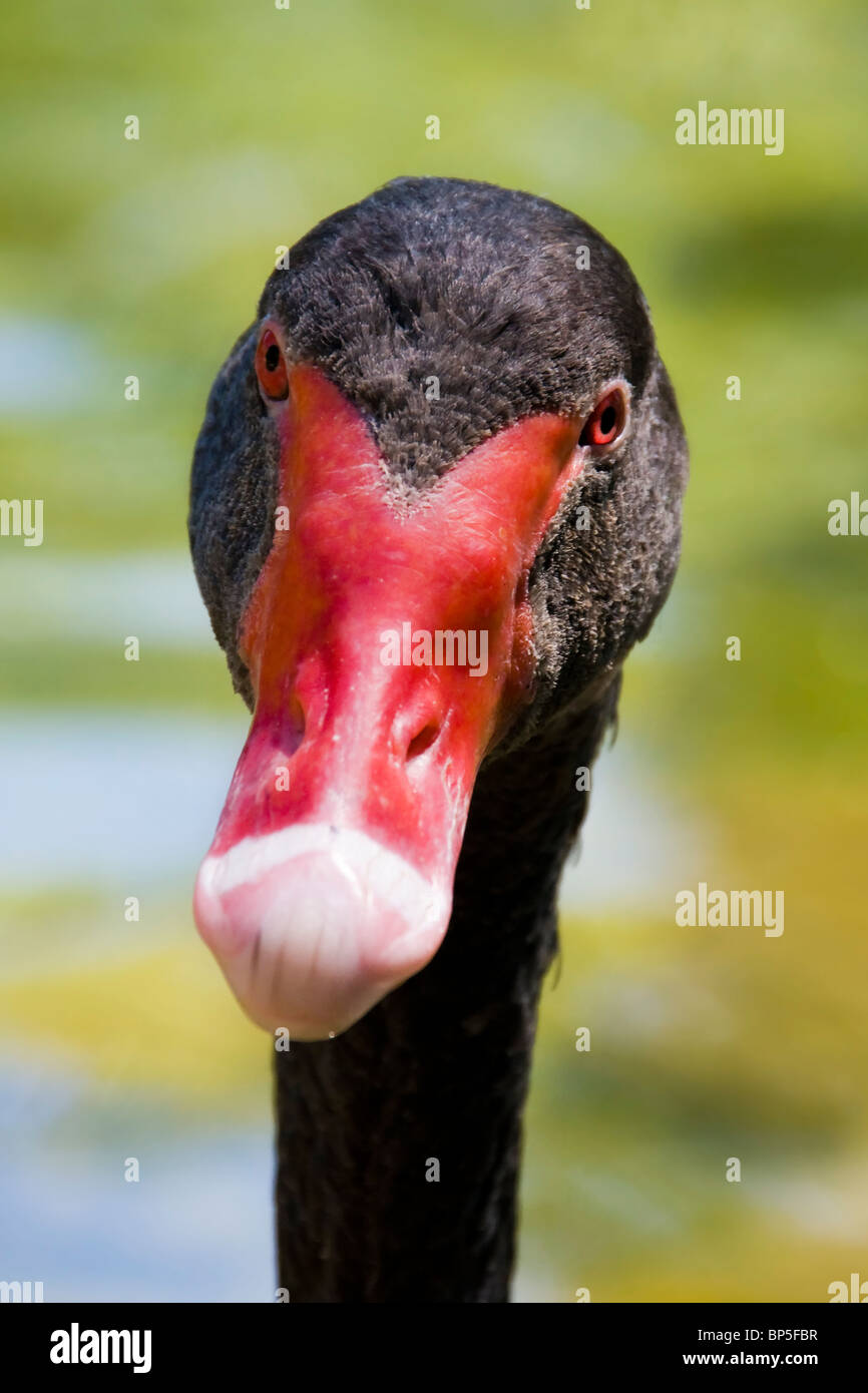 Black Swan Head Stock Photo - Alamy