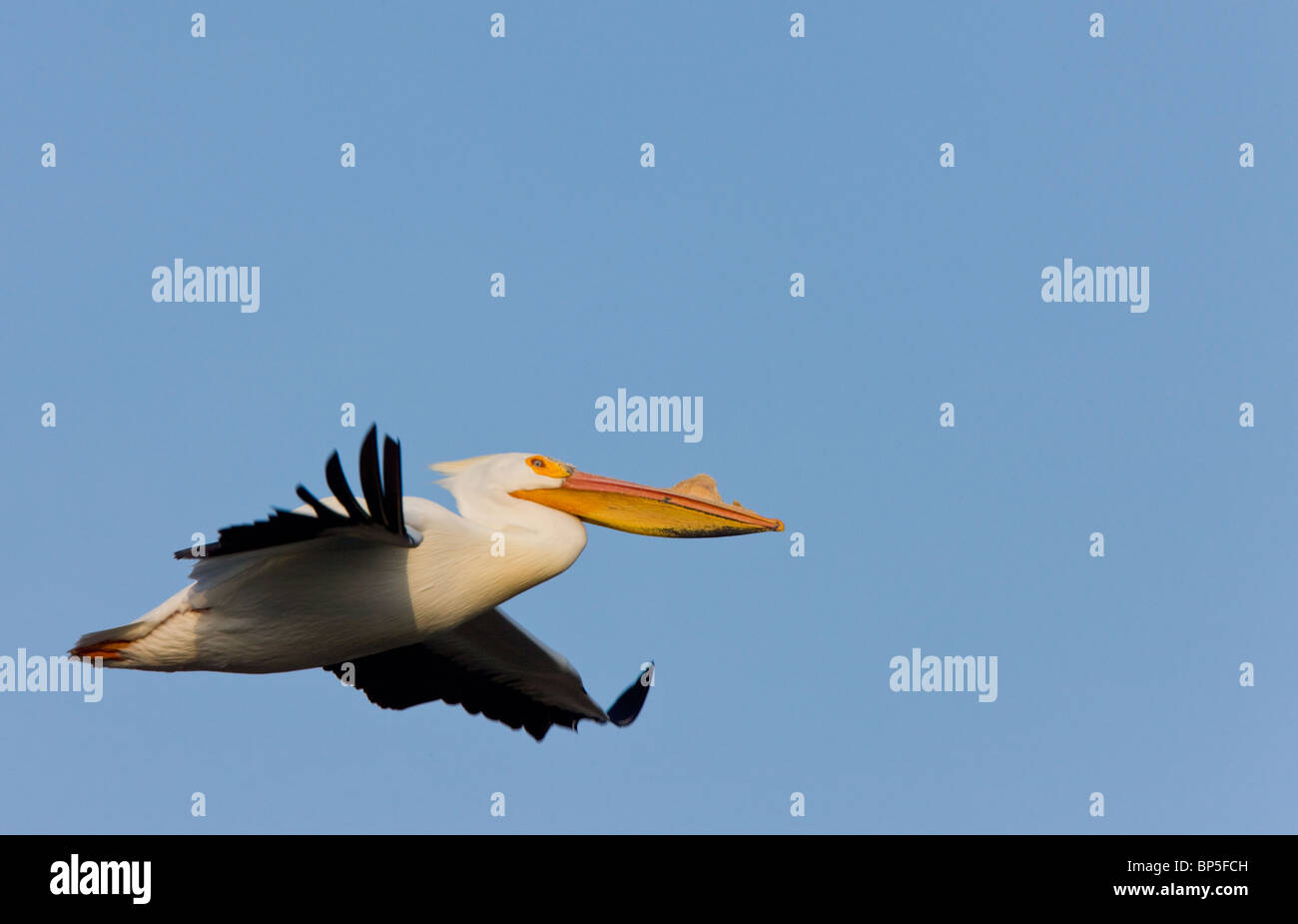 American great white pelican hi-res stock photography and images - Alamy