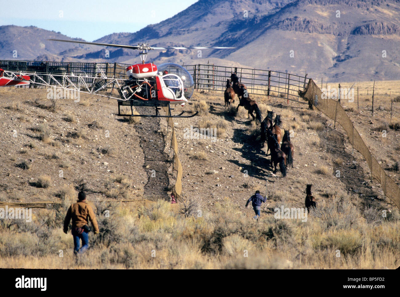 Blm horse hi-res stock photography and images - Alamy