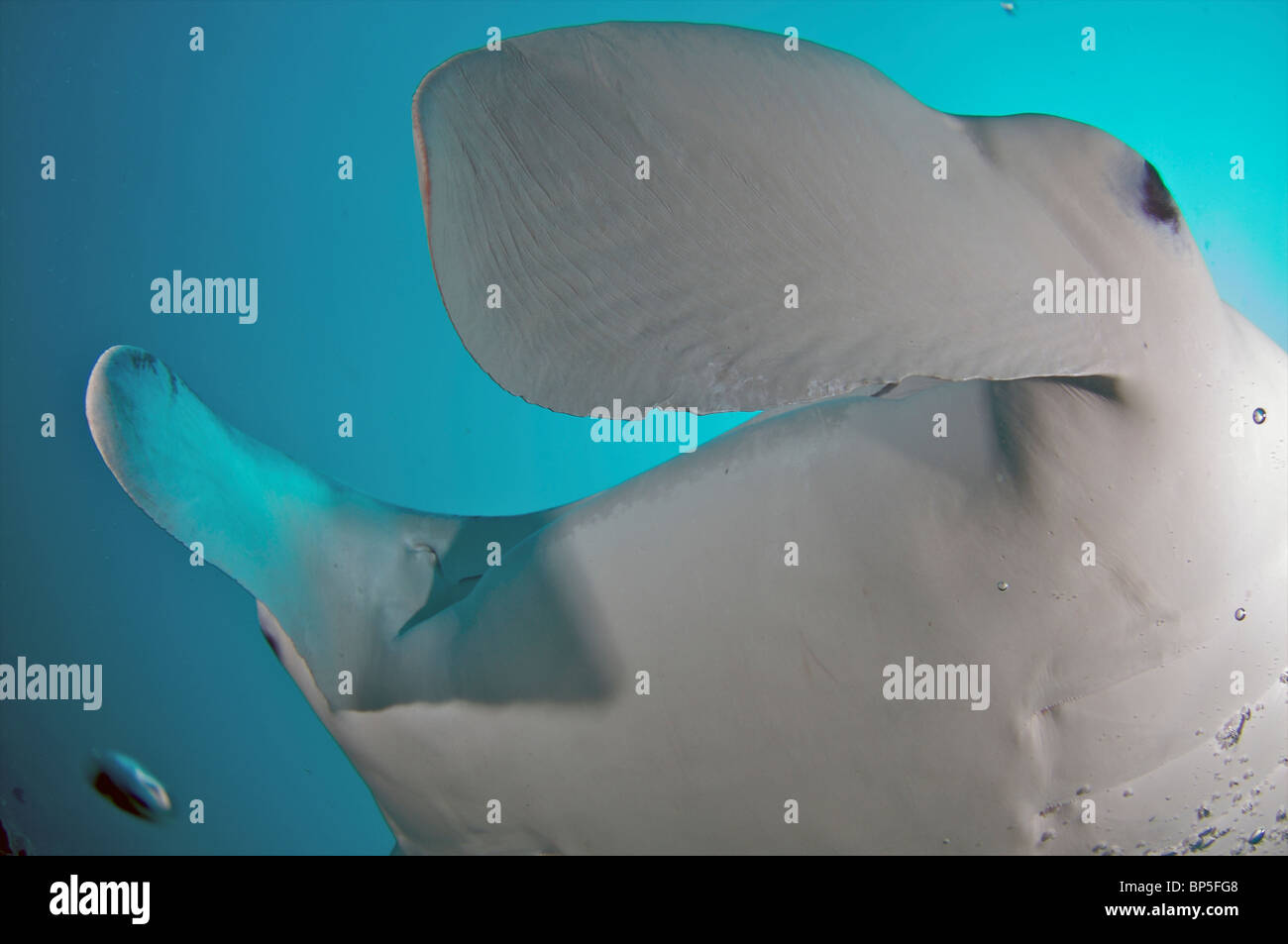 Yap Micronesia diving Stock Photo - Alamy