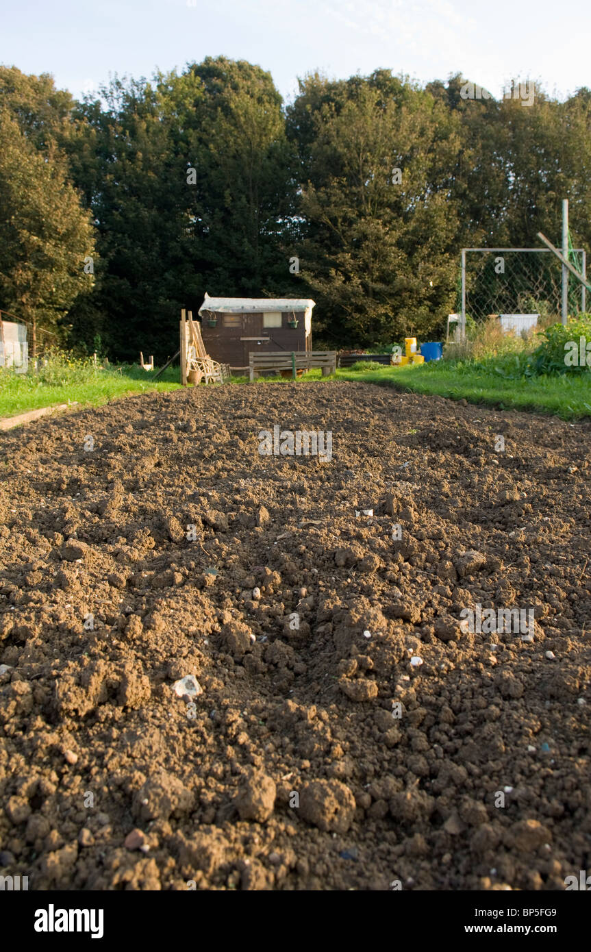 Freshly dug allotment plot with wooden bench and shed in the background ...