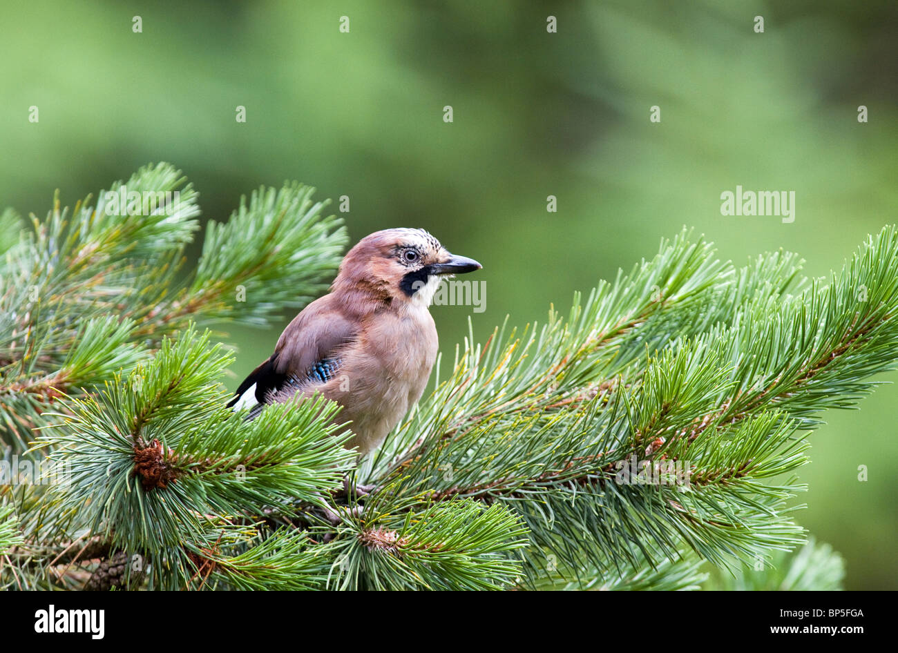 Jay in pine tree,Ireland Stock Photo - Alamy