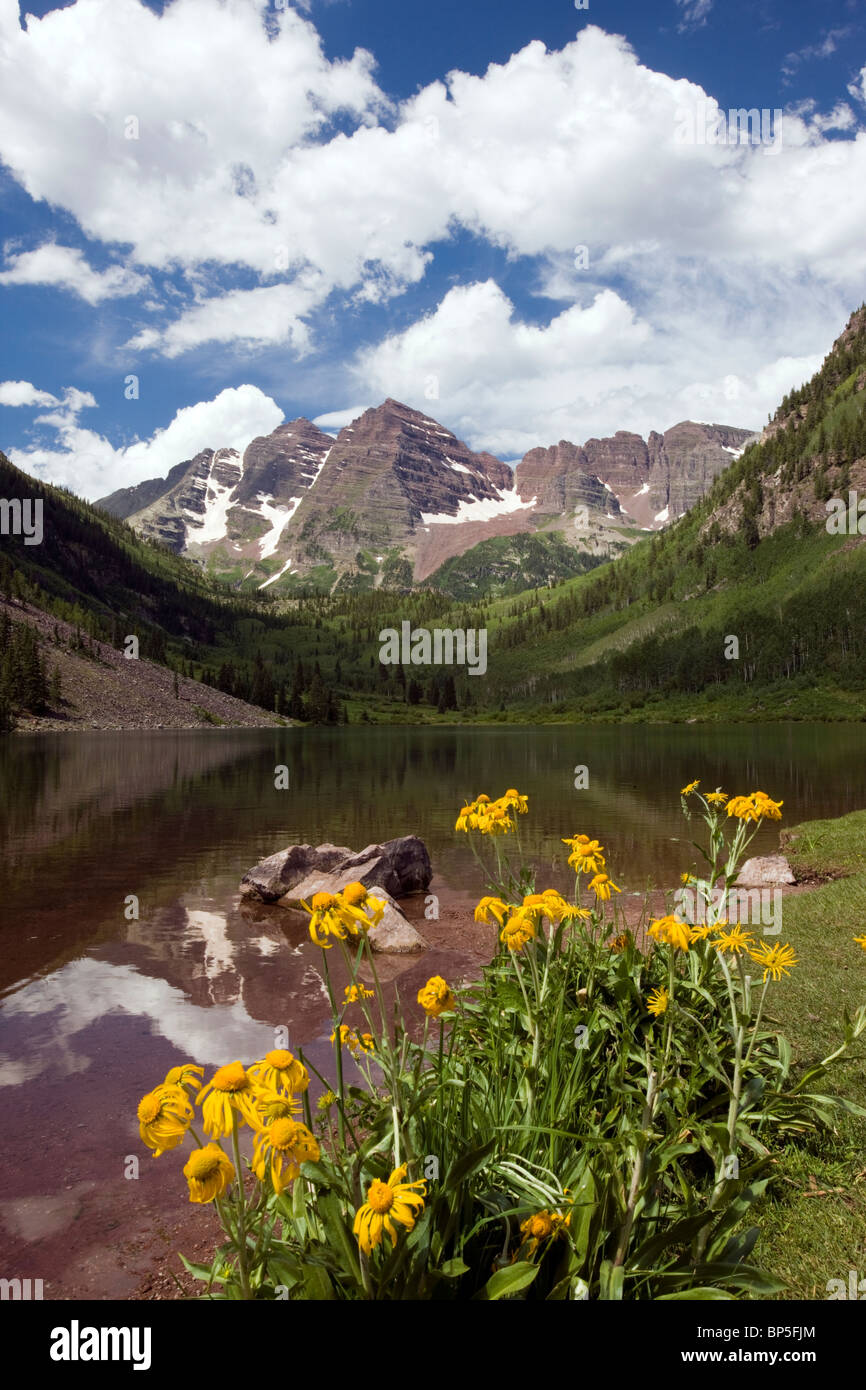 Sunflowers grow in a meadow along the Maroon Lake, North (14014') and ...