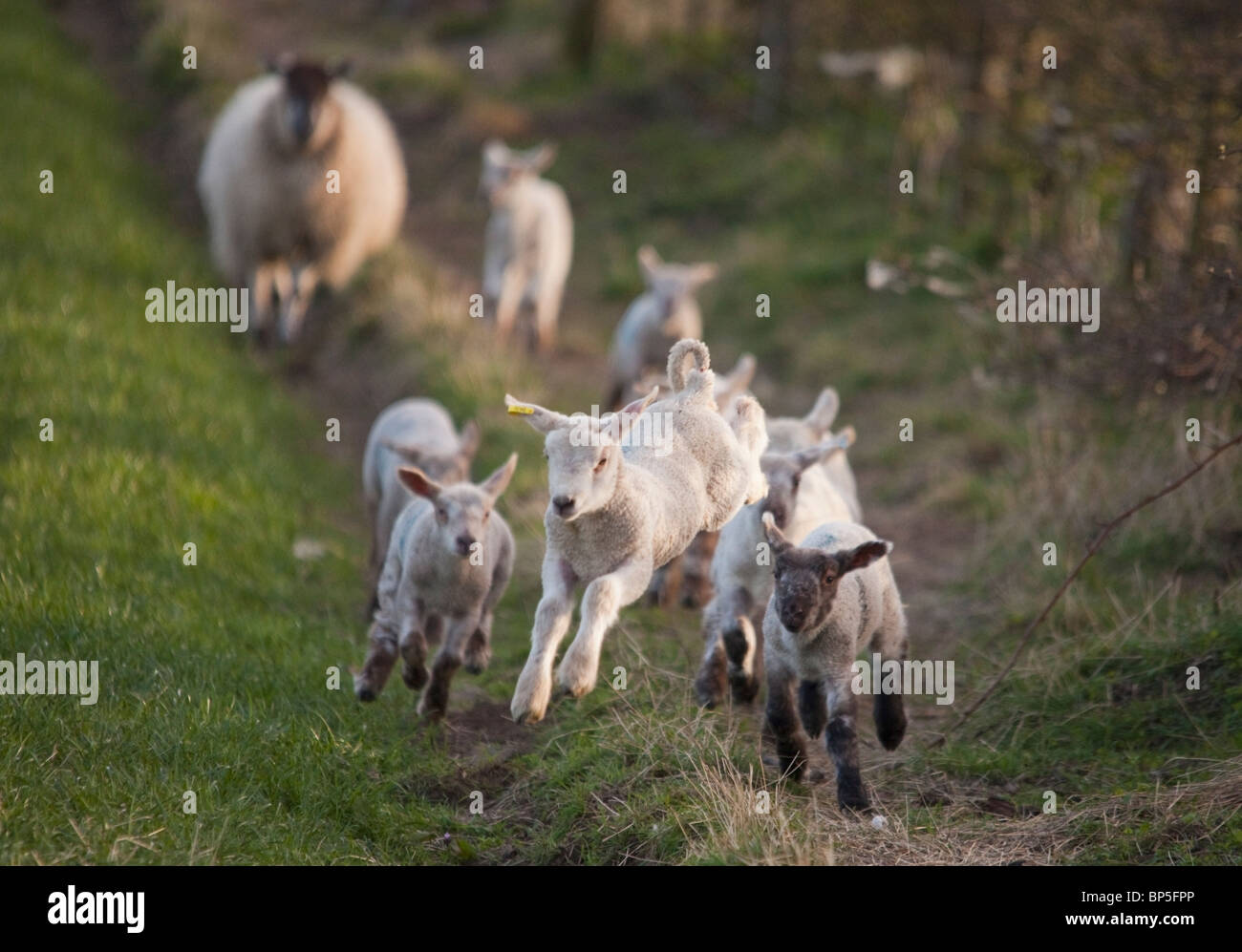 Group sheep facing camera hi-res stock photography and images - Alamy