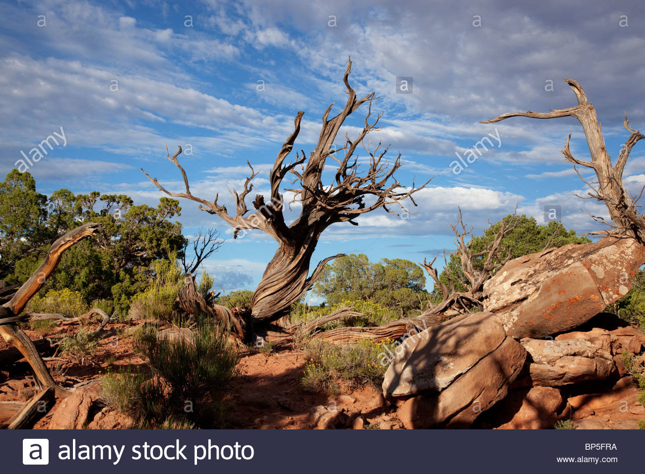 Dead Juniper Tree Stock Photos & Dead Juniper Tree Stock Images - Alamy