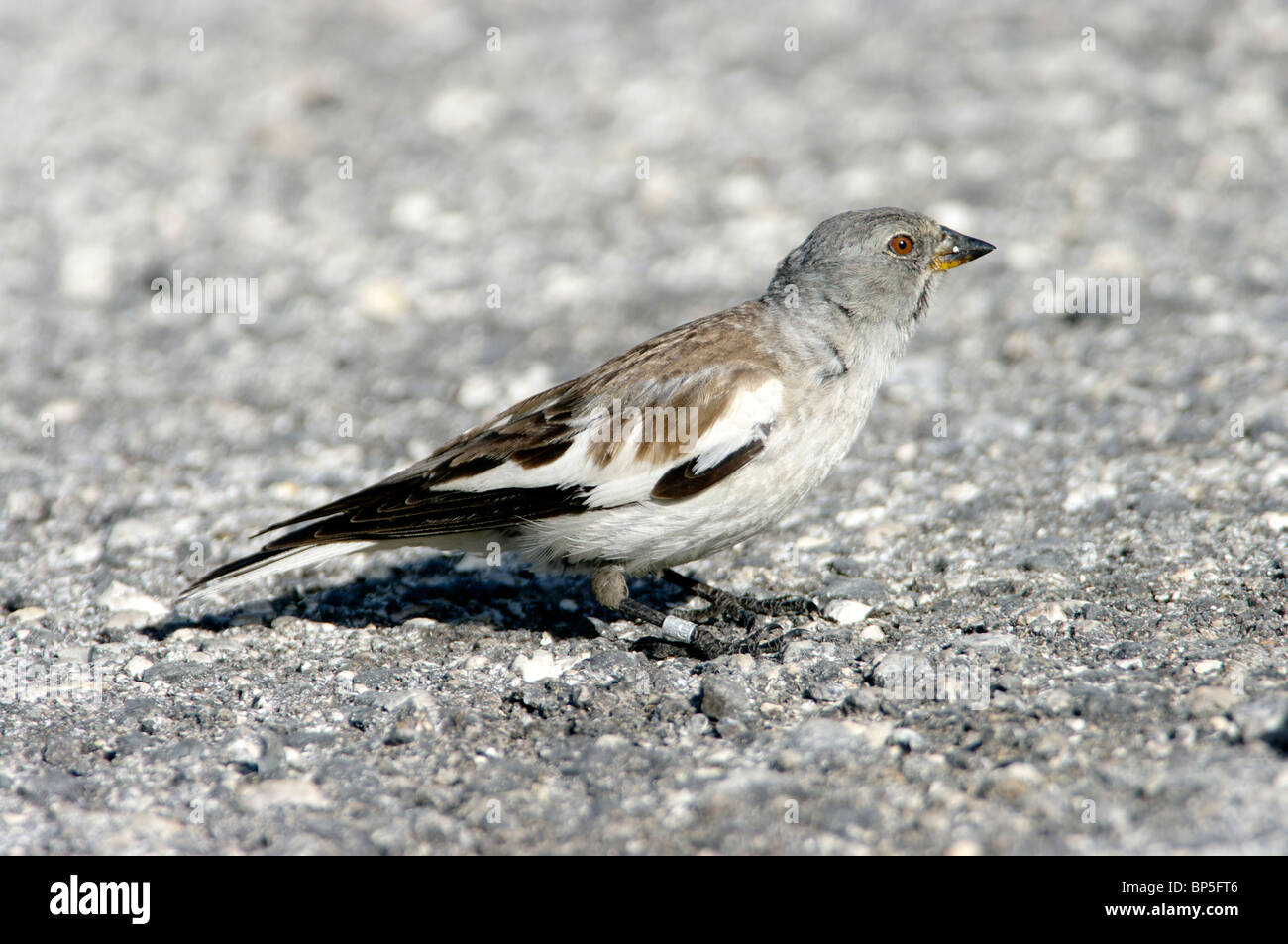 Snow Finch (Montifringilla nivalis Stock Photo - Alamy