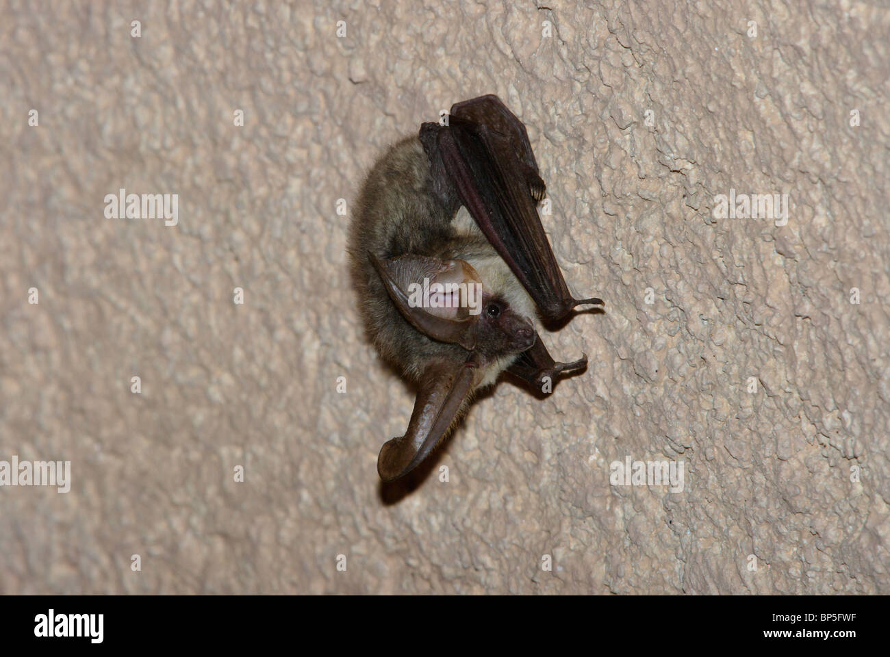 Grey Long-eared Bat (Pleocotus austriacus) resting Stock Photo - Alamy
