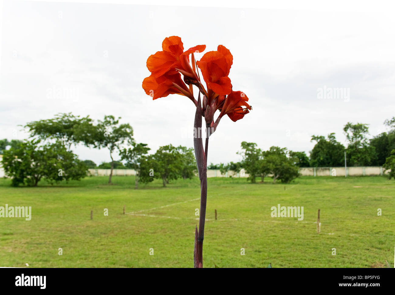 Rising flower hi-res stock photography and images - Alamy