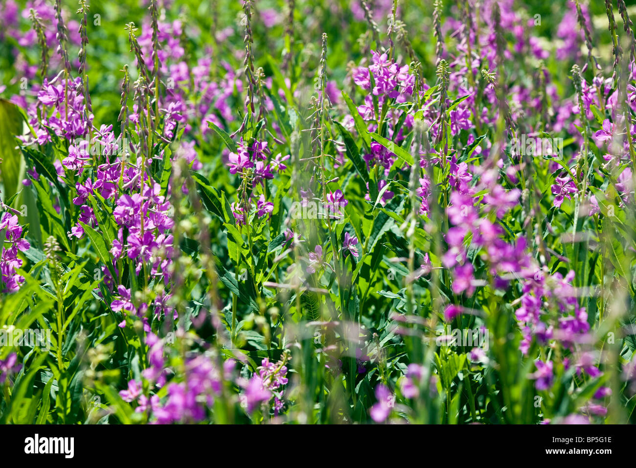 Wild Perennial Lupin (Lupinus perennis) grow near Gothic Road, north of ...