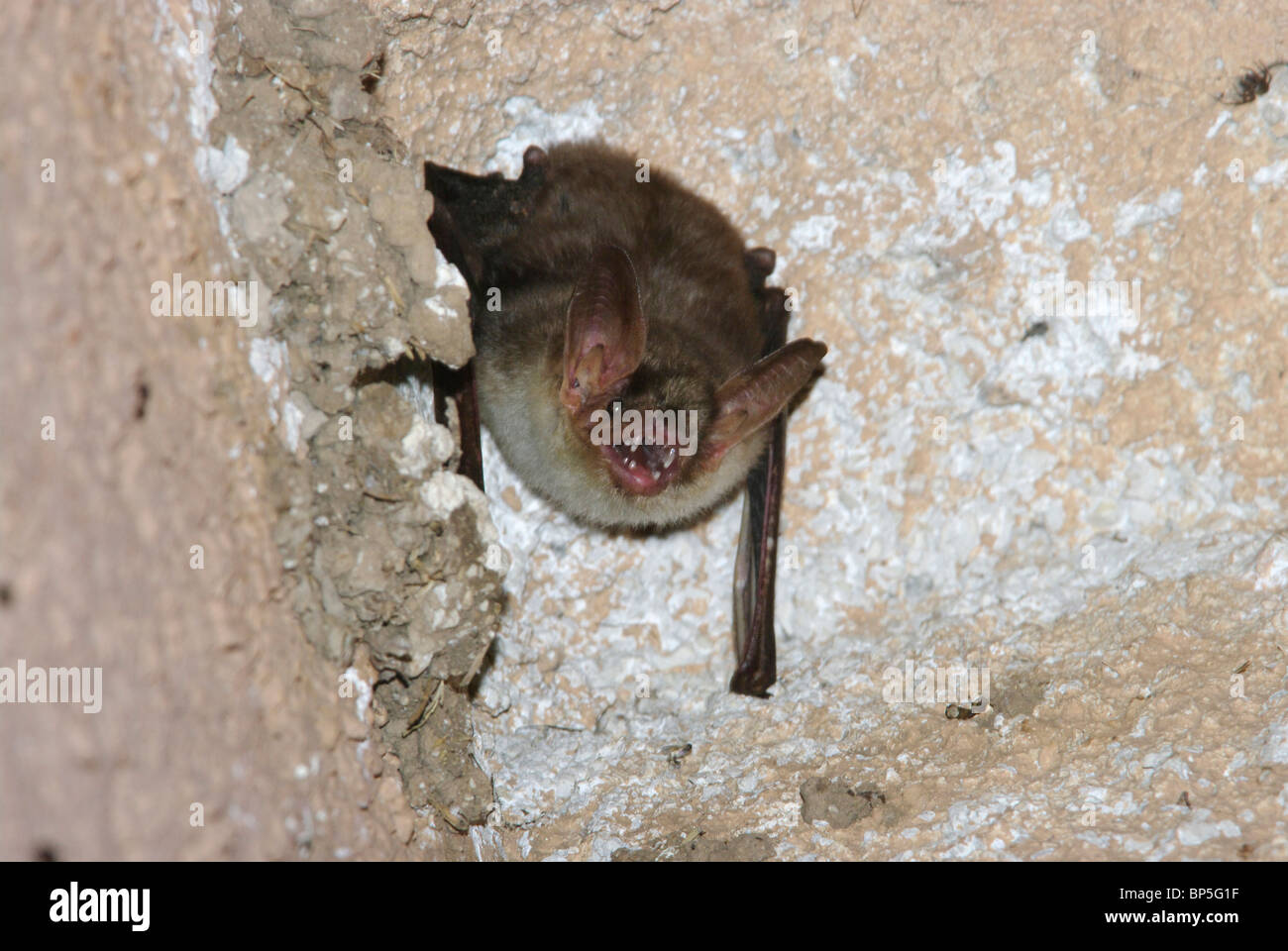 Myotis myotis hi-res stock photography and images - Alamy