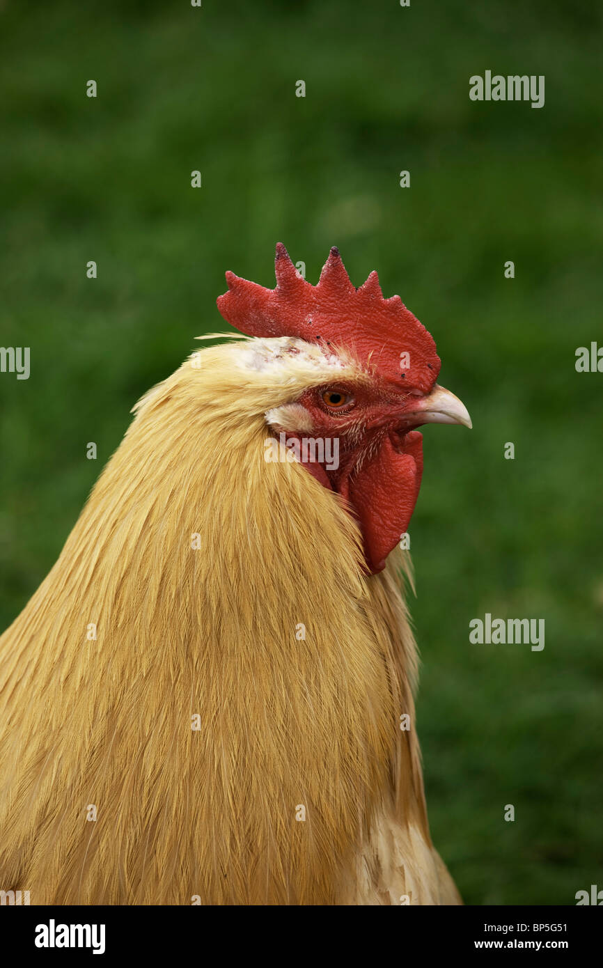The Head Of A Rooster Stock Photo - Alamy