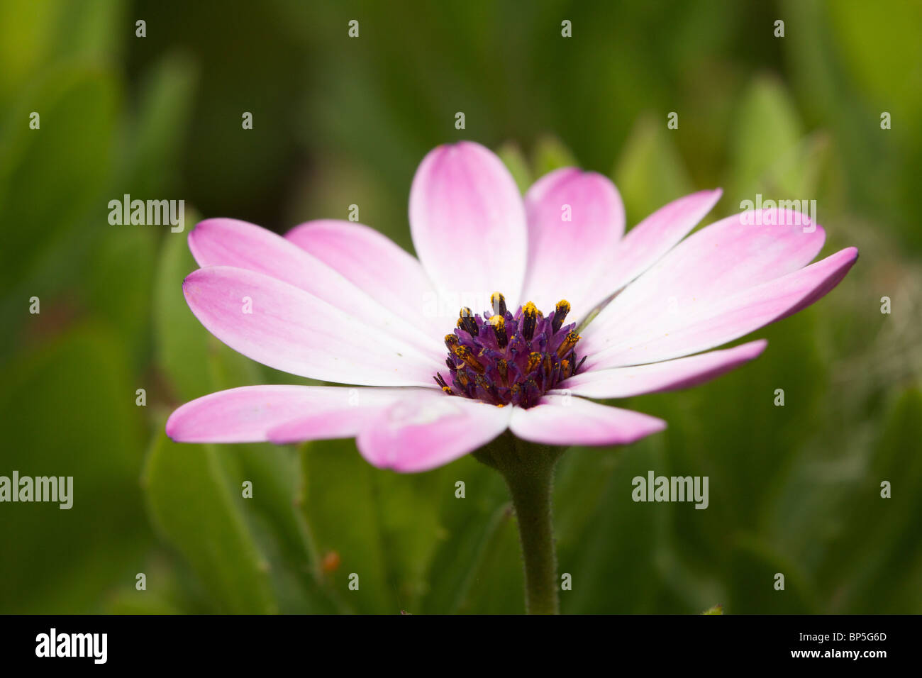 Margerite marguerite hi-res stock photography and images - Alamy