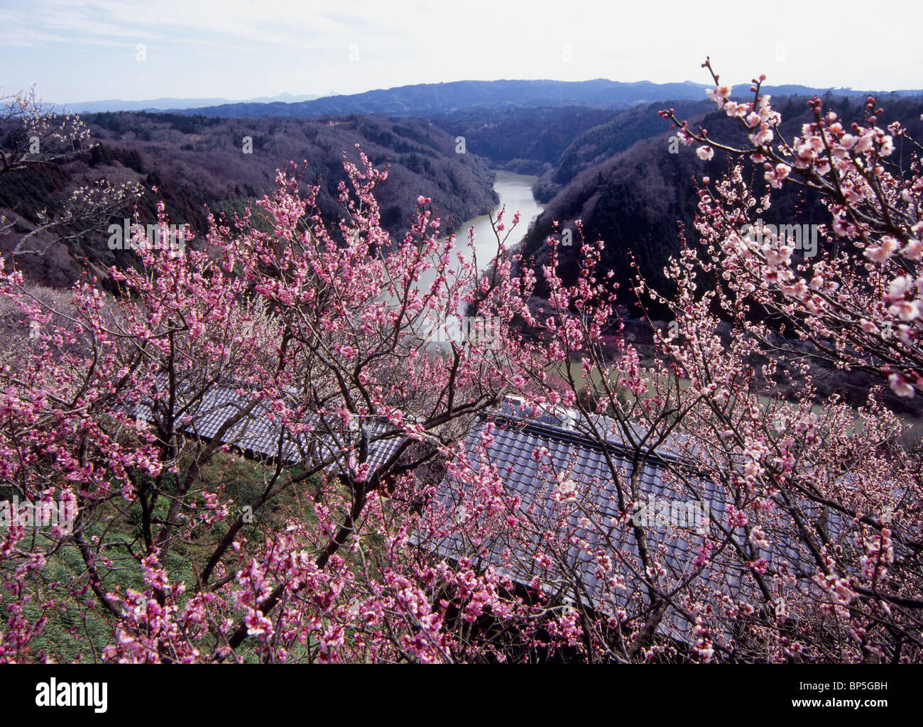 Tsukigase Plum Valley, Nara, Nara, Japan Stock Photo - Alamy