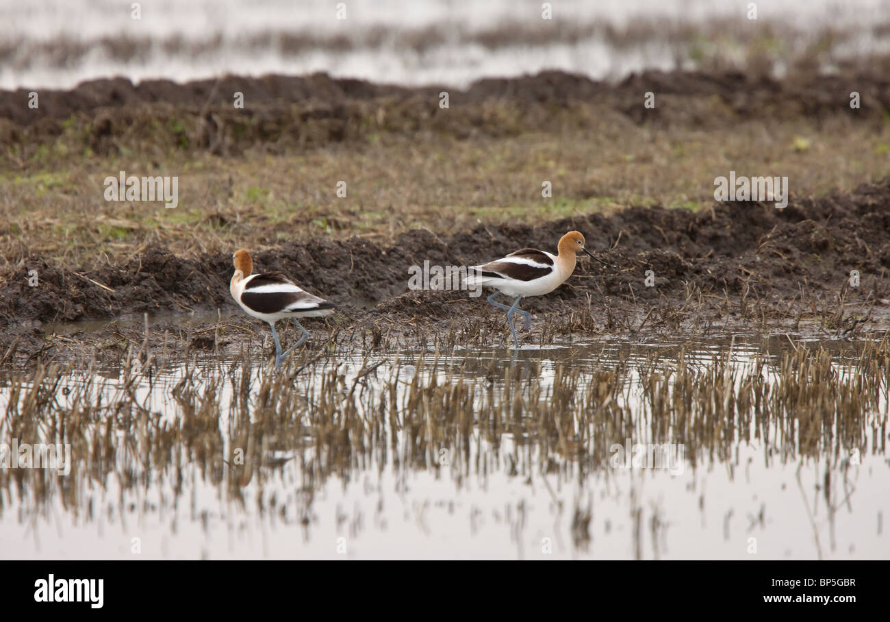 American pied avocet hi-res stock photography and images - Alamy