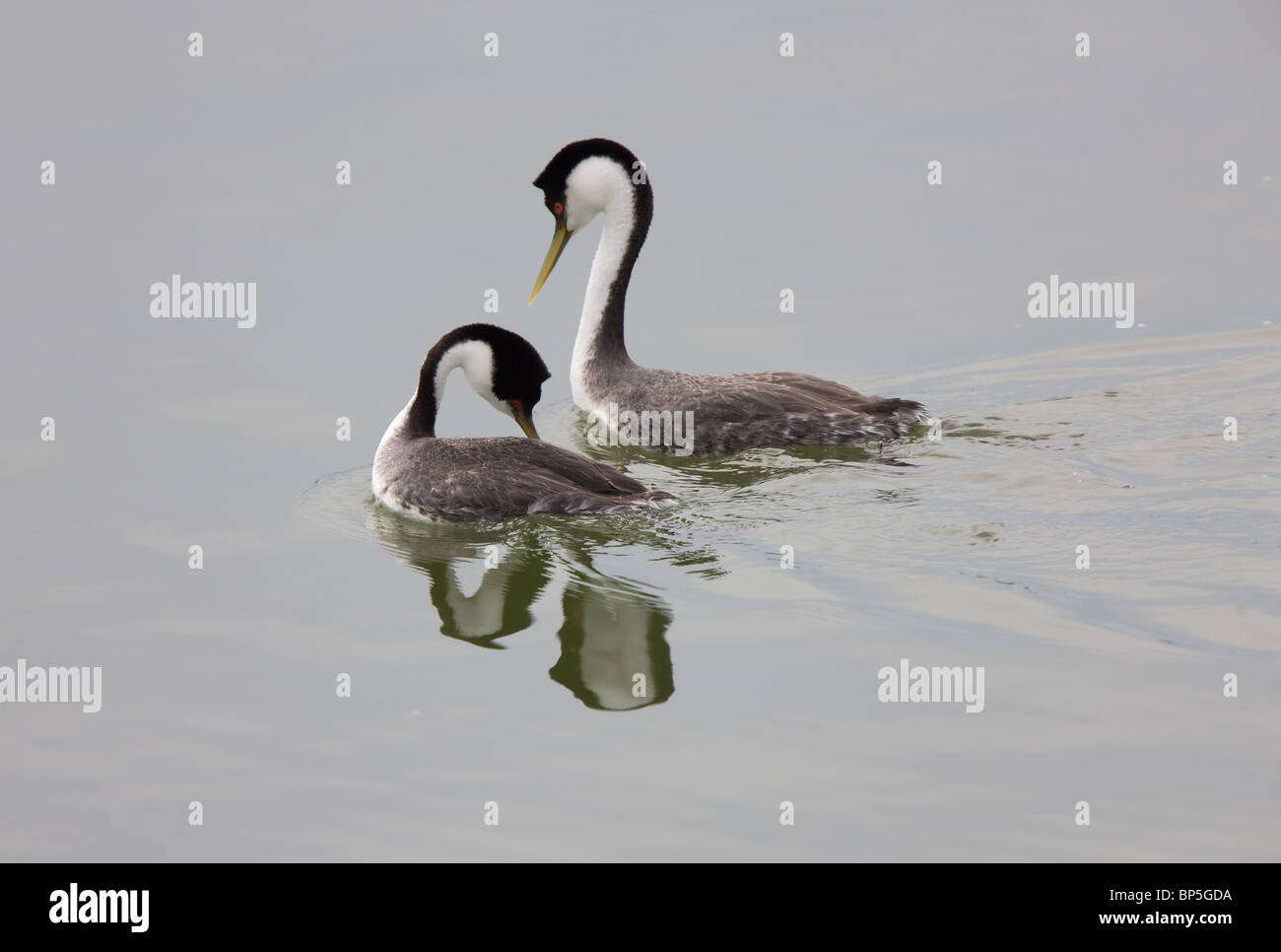Western grebe mating hi-res stock photography and images - Alamy
