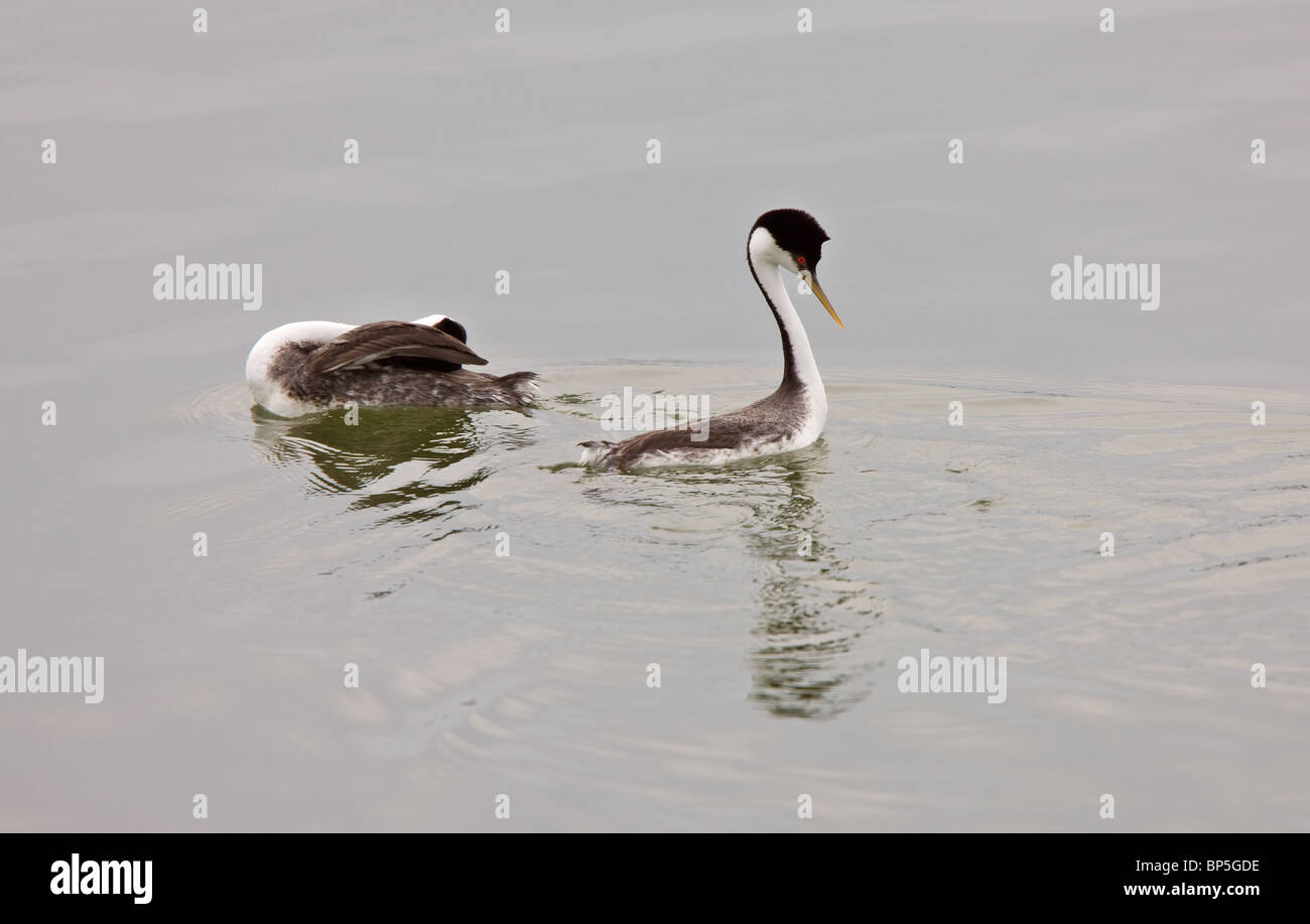 Western grebe mating hi-res stock photography and images - Alamy