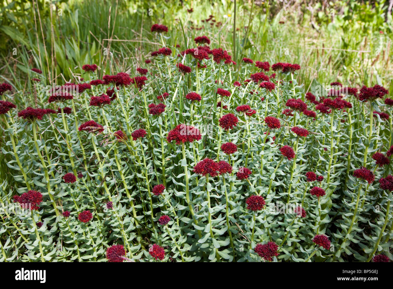 King's Crown wildflowers, Roseroot, Western Roseroot, Rhodiola ...