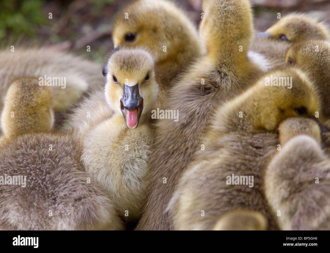 Canada goose and chicks hi-res stock photography and images - Alamy